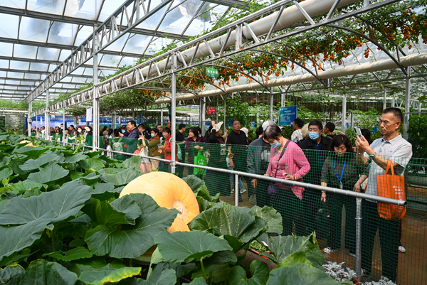 26th vegetable fair opens in Shandong, featuring green future-齐鲁晚报网