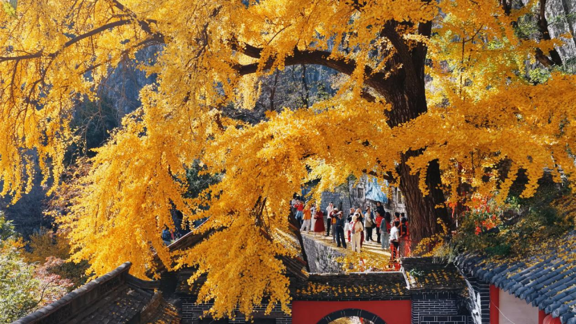 追光逐鎏金，红叶织锦绣！邂逅淄博五彩斑斓的秋意盛景